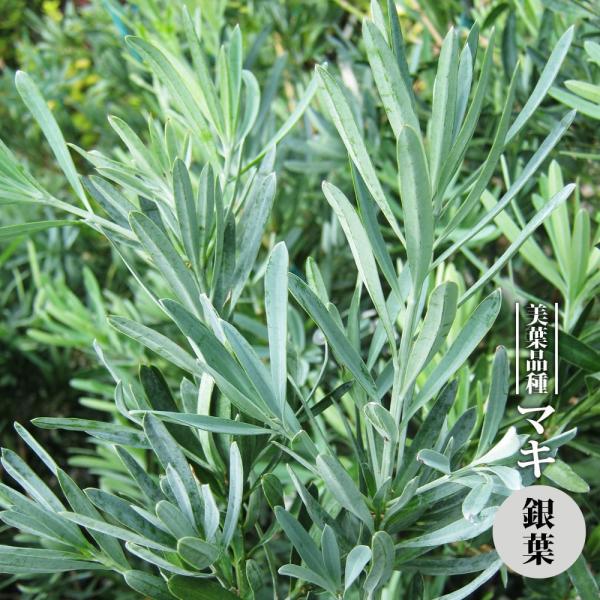 ●品種の特徴白みがかったシルバーブルーの葉を持つため、お洒落な雰囲気の生垣作りに最適です！マキはマキ科の総称、もしくはイヌマキの通称とされています。関東南部以南に自生している常緑針葉高木でマツと並ぶ代表的な庭木です。日当りを好みますが、耐湿...