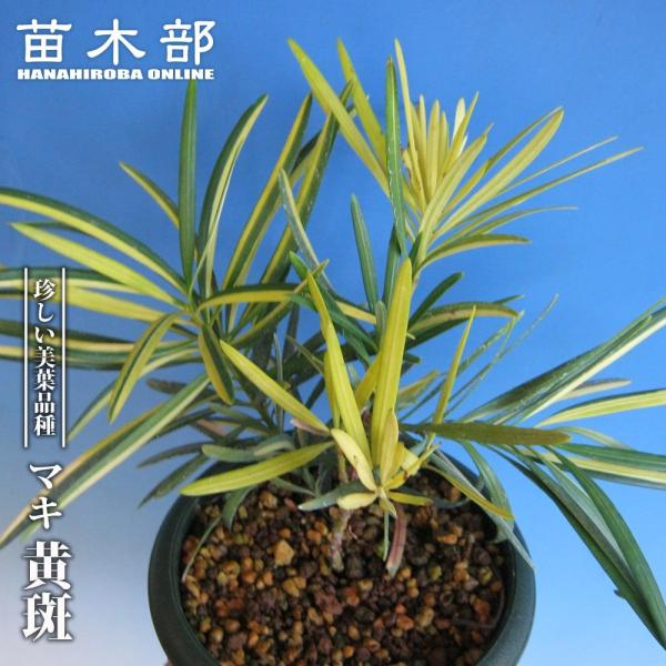 ●品種の特徴葉に黄色い斑が入る非常に珍しい品種です。斑の入り方には個体差があります。マキは真樹の意味で、槇（槙）の字を当てられています。学名：Podocarpus macrophyllus var. ‘maki’　マキ科　マキ属開花時期：5...
