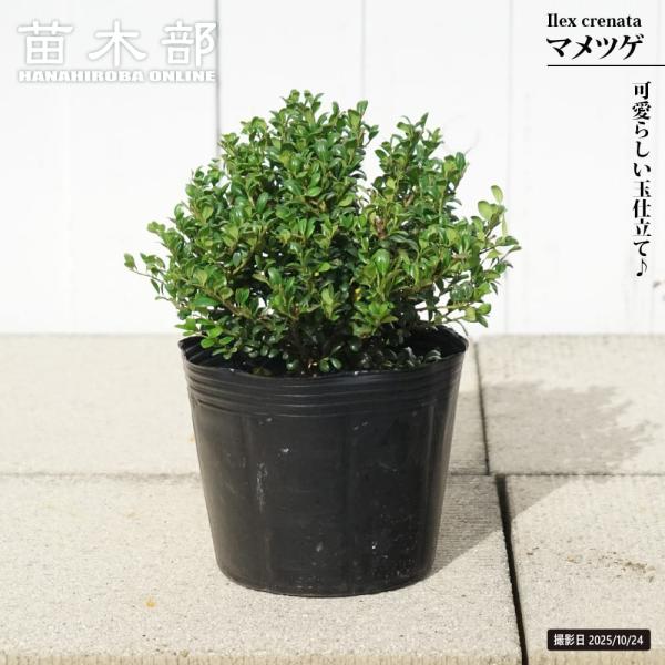 ●品種の特徴「マメツゲ」はモチノキ科の常緑樹であるイヌツゲの一品種です。表面が膨らむ丸葉が豆に似ていることからマメツゲと名付けられました。種で増やすとイヌツゲになるため、マメツゲとして増やすためには挿し木する必要があります。育て方や性質はイ...
