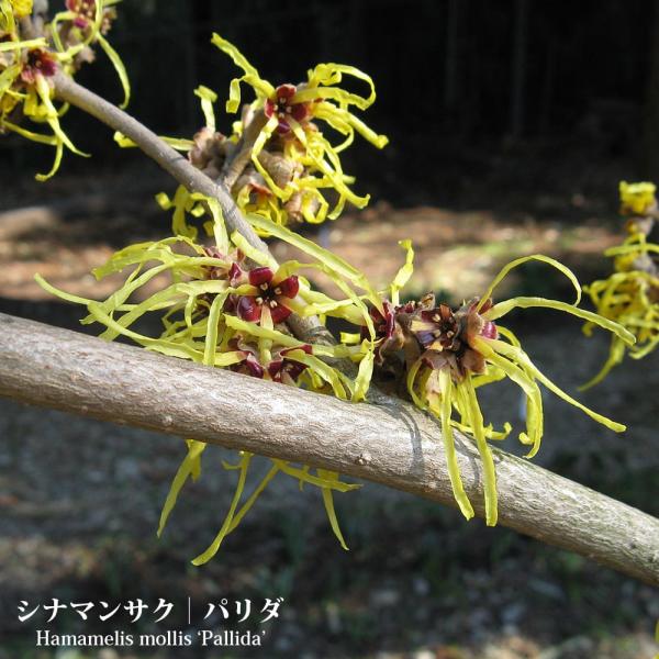 ●品種の特徴「パリダ」は、明るいレモンイエローの大きな花をたくさん付けます。花に弱い香りがあります。存在感があり、お庭を華やかに彩ります。ひも状の花弁が開き、3cmの花が1〜3つ固まって咲き枝を黄色に染めます。秋に美しく黄葉します。中国中部...