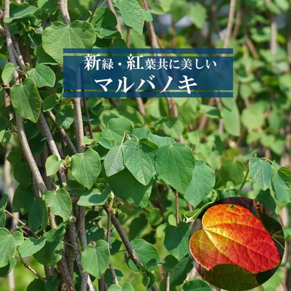 ●品種の特徴マルバノキの紅葉はとても魅力的です。一度に紅葉するのではなく、まず黄色に染まり、それから美しい赤色へと変化して行きます。そして、紅葉した葉が散り始める晩秋、マンサクに似た暗赤色の小さな花が咲き始めます。花は小さく目立ちませんが、...