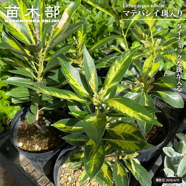 ●品種の特徴美しい斑入りのマテバシイです。古い品種ですが、現在ほとんど生産されていない希少種のリバイバルです。見た人はみなさん￥“かっこいい！”という感想を述べられます。在来種の斑入り品種で日本の気候風土にも適合している扱い安い園芸品種です...