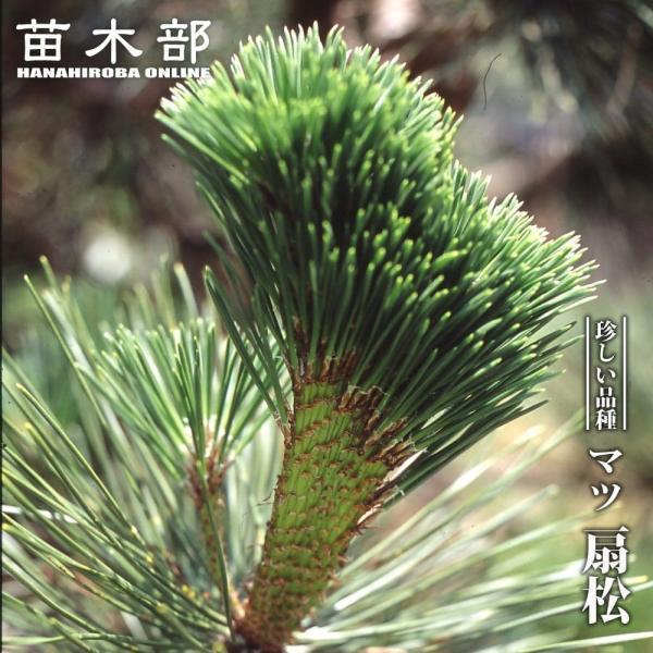●品種の特徴扇松は、形状が扇のように見える、奇妙な葉形がおもしろい黒松の石化品種です。松といえば「松ぼっくり」と言われるように、針のような葉と松かさがこの樹種の特徴です。約100種類以上の品種が存在し、ほぼ北半球に分布しています。近年は人に...