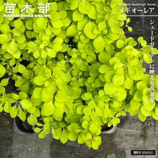 ●品種の特徴メギのオーレアは輝くような黄金葉品種です。春早い時期に輝くような色で芽吹き、夏も黄金葉を保ちます。秋にはオレンジ色に紅葉します。枝が伸びにくいドワーフタイプです。他のグランドカバー向け品種との相性も抜群！観賞価値が高く、グランド...