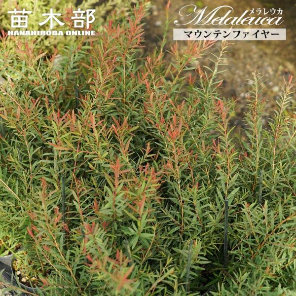 ●品種の特徴「マウンテンファイヤー」は新芽が紅葉し、緑色〜紅赤色に移ろう葉がとても美しい品種です。刈り込みしても芽吹きがよいので暖かい地方では生垣などに最適です。若木のうちは若干寒さに弱いですが、生育すると強くなります。関東以西の温暖な地域...