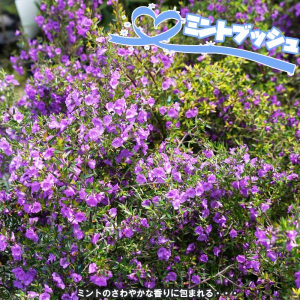 ●品種の特徴ミントブッシュは、オーストラリア固有の常緑性低木でブッシュ状に茂ります。最大の魅力として、葉がこすれるとミントのような清涼感のある香りが広がることです。香りが楽しめる、花付きがよく毎年楽しめる、比較的育てやすい、などの魅力から生...