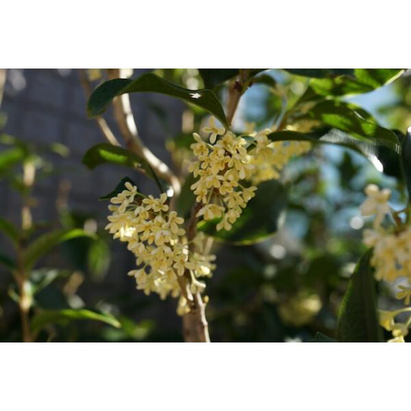 ●品種の特徴金木犀（キンモクセイ）は銀木犀（ギンモクセイ）の変種と言われています。そのためモクセイと言えば、一般的にはギンモクセイのことを指すとも言われています。ギンモクセイは10月頃に白い花を咲かせる常緑の小高木です。キンモクセイは小さな...