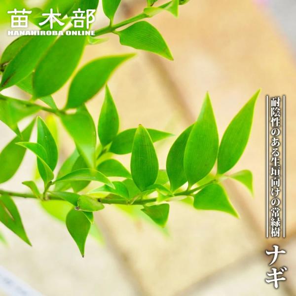 ●品種の特徴ナギは、熊野神社系ではご神木とされており、葉は葉脈の方向に引っ張ってもなかなか切れないことから、縁結びや夫婦円満の木としても崇められています。ツバキのような楕円形の葉をしていますが、分類学上は針葉樹です。学名：Podocarpu...