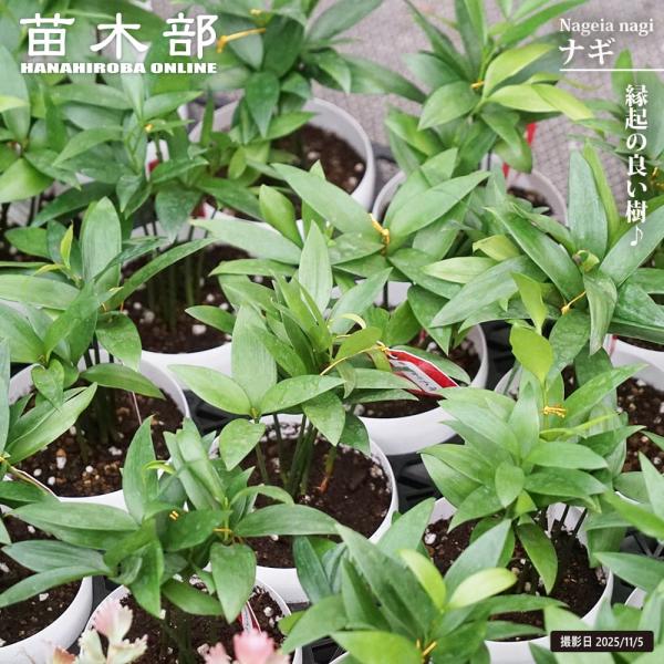 ●品種の特徴ナギは、熊野神社系ではご神木とされており、葉は葉脈の方向に引っ張ってもなかなか切れないことから、縁結びや夫婦円満の木としても崇められています。ツバキのような楕円形の葉をしていますが、分類学上は針葉樹です。学名：Podocarpu...