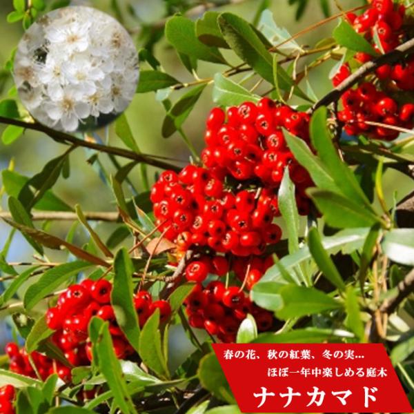 ●品種の特徴秋には寒空に映える真っ赤な実が、垂れ下がるようにつきます。紅葉も見事ですが、春に咲く小さな白い花も美しいです。樹形もキレイに直立し、葉は茂りすぎず涼しげです。果実は長く木に残るので観賞価値があります。和名の由来は、材が燃えにくく...