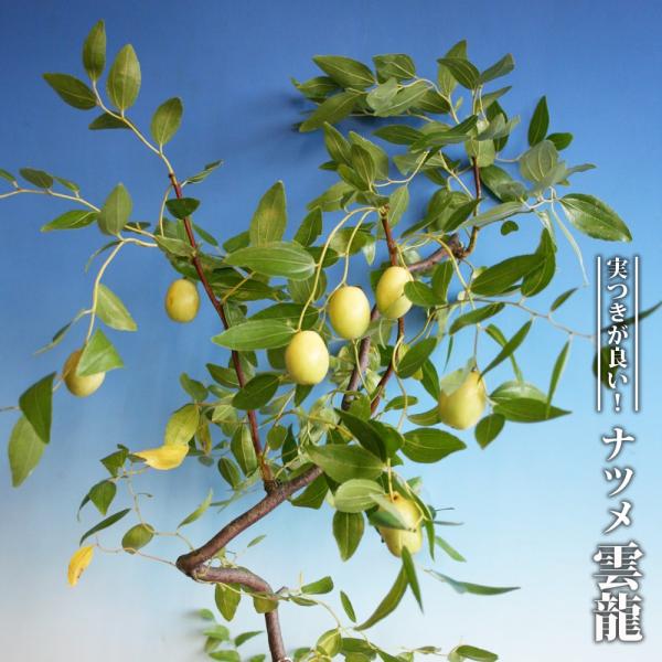 ●品種の特徴雲竜ナツメは、樹形がクネクネと歪曲するたいへん珍しい品種です。果実は生食することもできます。棗（なつめ）全般について、中国では「毎日3つナツメを食べると年を取らない」言われる健康果実です。中国北部原産で非常に古くから栽培されてき...
