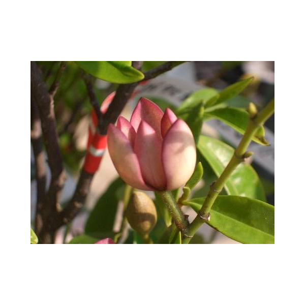 ●品種の特徴カラタネオガタマのポートワインは、赤みがかった小さい花を咲かせる常緑樹です。花の香りはバナナのような甘い香りがし、葉は小葉でつやがあり爽やかな印象です。香りが高いという特徴もあるため、ほかの品種よりも甘い匂いを感じ取りやすいかも...