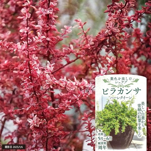 ●品種の特徴ハーレークイーンは、葉にクリーム色やピンク色の斑が入る小型品種。葉色に黄色や白やピンクの色が混ざり合い、大変美しいです。新芽が赤くなりますが、その後は白い葉が出て、全体的に白く見えて、花が咲いているように見えます。夏も葉色はほと...
