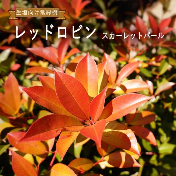 ●品種の特徴昔からアカメガシとか、アカメモチとかカナメモチと呼ばれているレッドロビン。昔のアカメガシは病気に弱かったですが、こちらは強健種。カナメモチとオオカナメモチの交雑種でアメリカで作出された西洋カナメモチの一種です。レッドロビンの葉は...