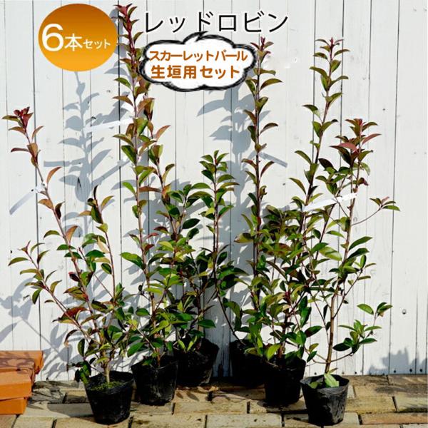 ●品種の特徴昔からアカメガシとか、アカメモチとかカナメモチと呼ばれているレッドロビン。昔のアカメガシは病気に弱かったですが、こちらは強健種。カナメモチとオオカナメモチの交雑種でアメリカで作出された西洋カナメモチの一種です。レッドロビンの葉は...