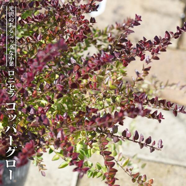 ●品種の特徴「ガーデン・クラウズ」シリーズは性質が強健で、芽吹き良く、耐寒性もより強い（−18〜−20℃程度まで常緑で残る）優秀なシリーズです。コッパーグローは直訳すると「銅色の光」。春の新芽がシックなブラウンカラー、秋冬の黒っぽい紅葉が美...