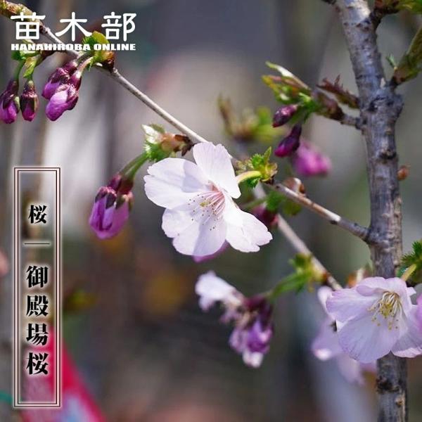 ●品種の特徴上品で可愛らしい一重咲きの淡紅紫色。御殿場桜（ごてんばざくら）は盆栽の桜として人気の豆桜（まめざくら）の仲間です。4月上旬ごろ開花。花は淡い紅紫色の上品な花を咲かせます。一重咲きで花弁数は5枚。花弁の先端に少し切れ込みが入ります...