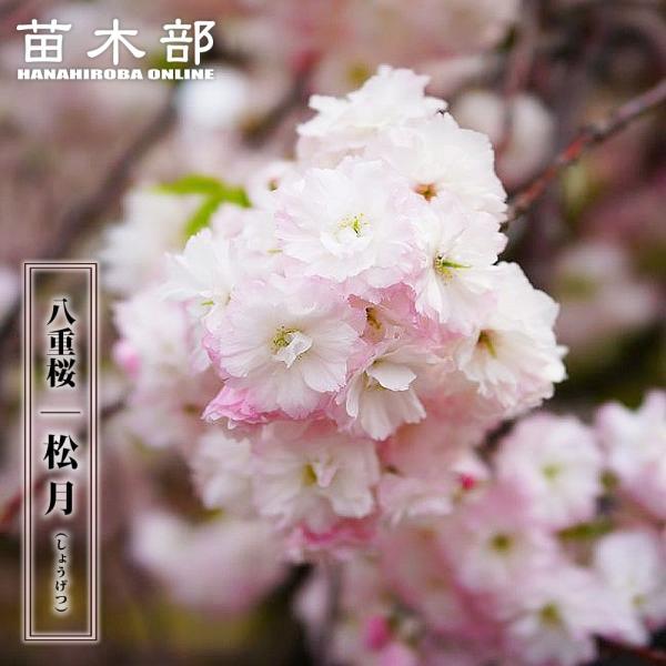 ●品種の特徴4月下旬開花。松月（しょうげつ）は淡紅色で優美な桜です。花弁の裏が明るいピンクで表は白に近い緑色。満開になるとほぼ白色になります。花弁数は21〜26枚の八重桜で、花径4.5〜5.2ｃｍの大輪咲き。花びらの先端に細かく切れ込みが入...