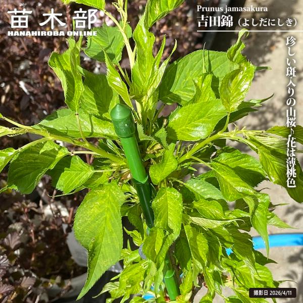 ●品種の特徴斑入りの葉が美しい山桜「吉田錦」です。春になると芽吹いた葉の色がピンク色になりとても美しい品種です。ピンク色は次第に爽やかな白い斑になります。さらに葉が成熟すると斑は目立たなくなってきます。花は普通の山桜と同じピンク色です。学名...