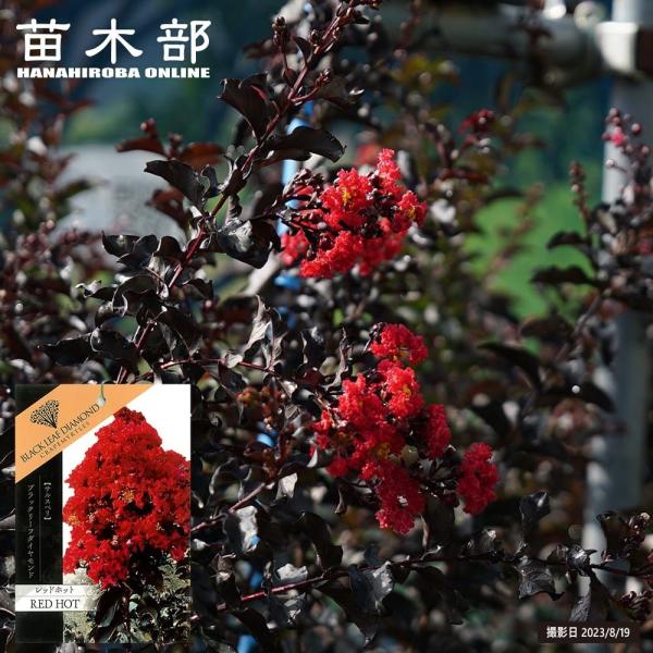 ●品種の特徴「レッドホット（Red　Hot）」は宝石のような華やかな真紅色の花と真黒の葉が落ち着きを見せるスタイルが特徴的です。和名「サルスベリ」の語源は、サルも滑り落ちるほど樹皮がなめらかという例えから、別名の百日紅は花期が長いことから付...