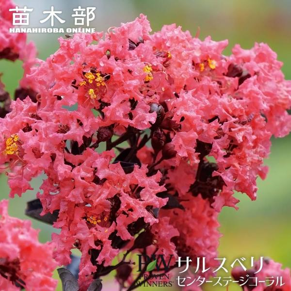 ●品種の特徴「コーラス」はコーラルカラーがかわいらしくブラックリーフをさらに美しく引き立てるサルスベリです。和名「サルスベリ」の語源は、サルも滑り落ちるほど樹皮がなめらかという例えから、別名の百日紅は花期が長いことから付けられました。暑さ寒...