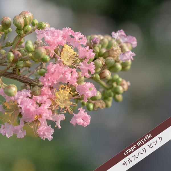 ●品種の特徴百日紅と書いて、サルスベリといいます。その名のとおり、花は開花期の長く、7月〜9月まで咲きます。開花期が長いのが嬉しいです。風で揺れる花穂が夏を楽しくさせてくれます。サルスベリ　ピンクは優しい花色。紫や赤と並び人気の花色です。花...