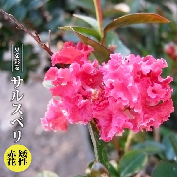 ●品種の特徴サルスベリ矮性赤花は、小さく育てる赤花の矮性品種です。大きくなりにくく、場所をとりません。植木鉢や盆栽で楽しめます。別名：百日紅（ひゃくじつこう）、ペパーミントレース、さるすべりわいせいあかばな和名「サルスベリ」の語源は、サルも...