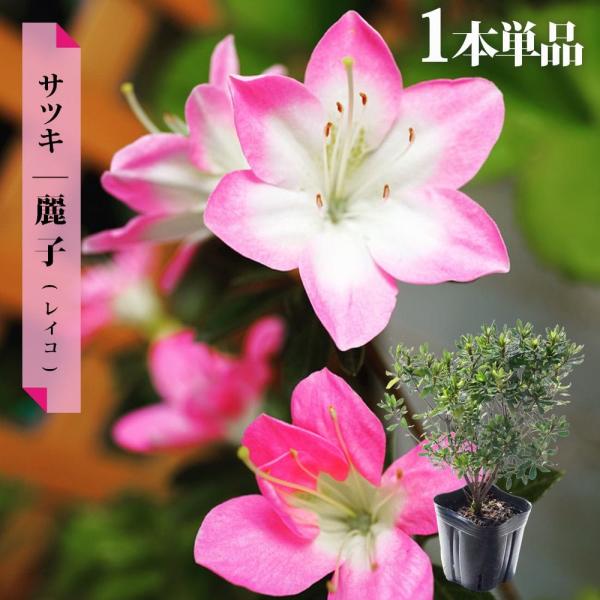 ●品種の特徴サツキの新品種。ピンク花の中でも圧倒的に美しい花が魅力です。白いに薄っすら覆輪が入り、濃いピンクも混ざります。ピンクと言えど、一言では言い尽くせない美しさ。強健で育てやすいので、ぜひお庭や花壇など、様々な品種と一緒に競演させたい...