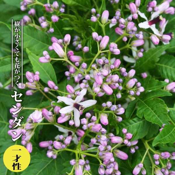 ●品種の特徴センダン（栴檀）は香りがある香木です。バニラやチョコレートのような甘い香りをお楽しみください。花は淡い紫色の小さな花を穂咲きに咲かせ、涼しげで爽やかな印象です。センダンの花は5月5日に必ず咲くと言い伝えがありますが、実際には地域...