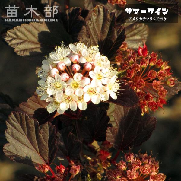 ●品種の特徴「サマーワイン」はテリマシモツケのわい性品種でコンパクトで枝垂れるように枝を伸ばします。また、細かな切れ込みの入る濃紫赤色の美しい葉を茂らせ、夏に咲くピンクがかった白花との対比が一層美しい品種です。非常に耐寒性の強いシュラブで、...