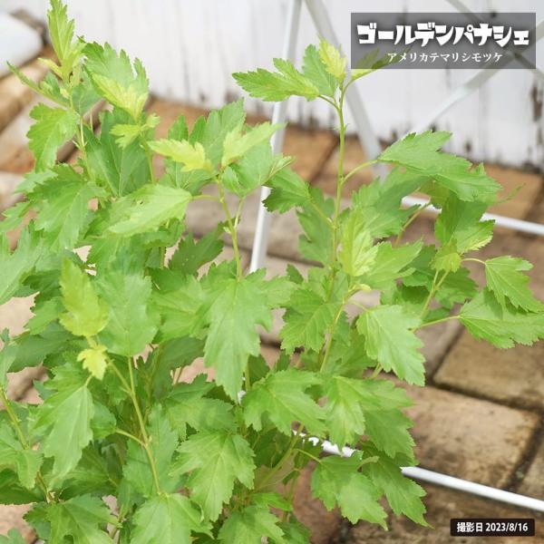●品種の特徴「ゴールデンパナシュ」は寒さに強くマイナス30度まで耐えるとされています。斑入りの黄金葉品種で春から夏にかけてはライムグリーンにクリーム色に覆輪がさりげなく入ります。葉が成熟するにつれて葉全体が緑色がかってきます。8月の入荷時に...