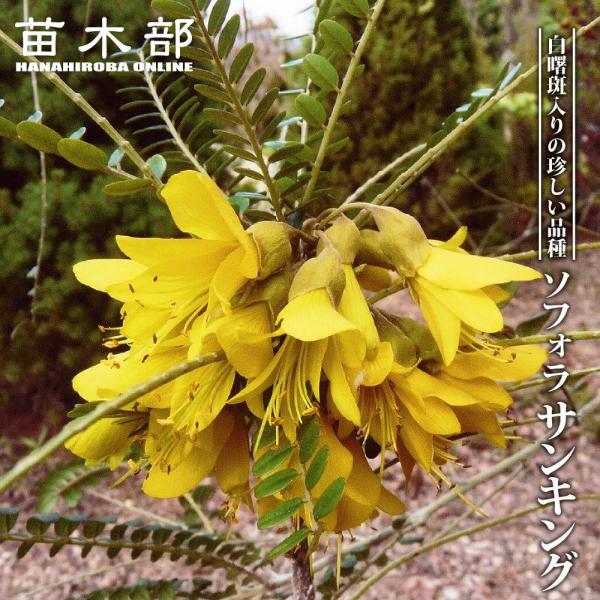 ●品種の特徴「サンキング」は、照りのある小ぶりな丸葉の羽状複葉と、春に咲く美しい大輪の黄花のコントラストがとても印象的な品種です。耐隠性があるので観葉植物として室内で管理しても育ちます。生育が早く直立性です。ワイルドの中にもユニークさもあり...