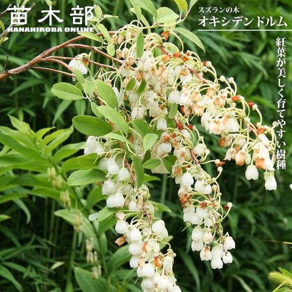 ●品種の特徴「スズランノキ」はニシキギ、ニッサとともに世界三大紅葉樹とされていて、紅葉が美しいシンボルツリーに最適な樹木として注目を浴びています。学名からオキシデンドルムと呼ばれることも。樹形が美しく、真夏には20〜25cmの長い花穂を伸ば...