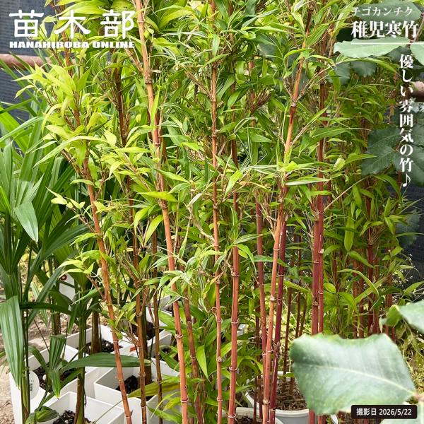 ●品種の特徴チゴカンチクは寒竹の黄金斑入り葉種で、秋に日光にあたると棹が朱紅色に染まります。棹径は1〜2cmと細く、葉も薄く柔らかいので優美な雰囲気が楽しめます。竿の先のほうから枝がでて、下のほうはゆっくり長く枝が成長します。学名：Chim...