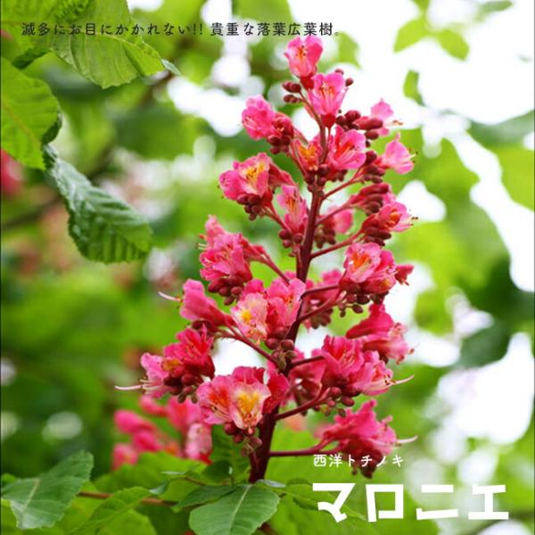●品種の特徴トチノキの仲間で、紅花が愛らしい滅多に流通のない品種です。ピンクの花は房咲きで、エキゾチックな形をしています。葉は日本原産のトチノキと比べて多少小さく、葉の縁がギザギザしていますが、トチノキととてもよく似ています。花の後になる果...