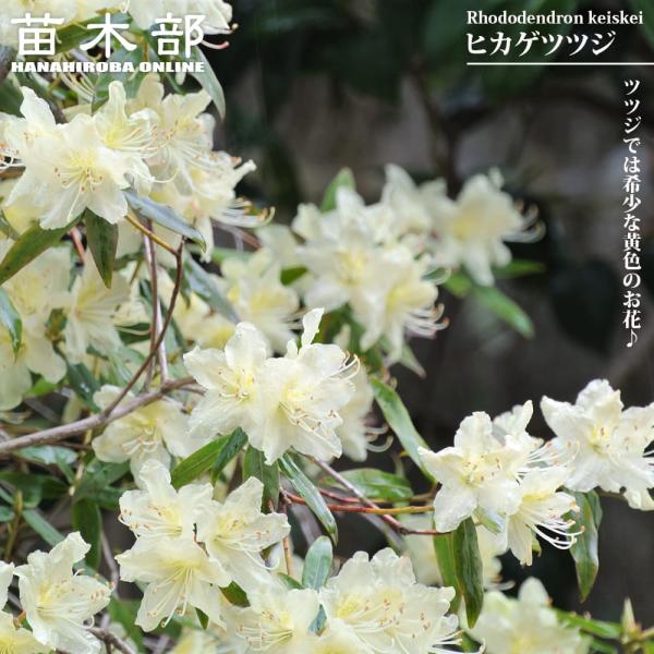 ●品種の特徴「ヒカゲツツジ」は分類としては有鱗片シャクナゲに近く、姿もシャクナゲによく似ています。ツツジ系には珍しい黄色系の花なので和風の庭で重宝されています。暑さが続くと葉が縦に丸まり、秋には一部の葉が紅葉します。剪定は他のツツジ同様花後...