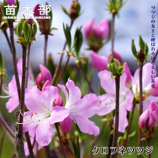 ●品種の特徴「クロフネツツジ」は6cmとツツジ類の中でも特に大きな花を咲かせることからツツジの女王と呼ばれることもあります。また、10本ある雄蕊のうち5本が長く突き出し、より華やかな印象の花姿です。落葉性で、秋には黄葉が楽しめます。ツツジは...
