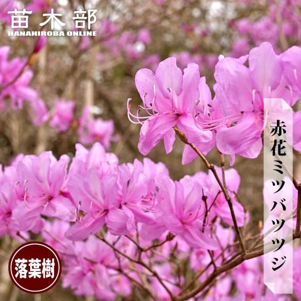 ●品種の特徴ツツジの中では開花期が早く、アカヤシオの次に咲く早咲き品種です。春先は葉が展開する前によく目立つ花を多数咲かせます。豪華で目を引く花色で大変人気がある木です。「あの、紫色っぽい花を咲かせるツツジはありますか？」と毎年お客様に尋ね...