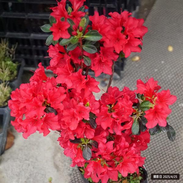 ●品種の特徴筑紫紅（ちくしべに）は花が大きい濃赤色の大輪咲き。紅花のツツジの代表品種の本霧島よりも赤く鮮やかな花色です。枝先の花つきも多く、枝あたりの花数も極めて多いです。先始めは4月下旬ごろから始まり5月中旬ごろまで一斉に咲きます。刈り込...