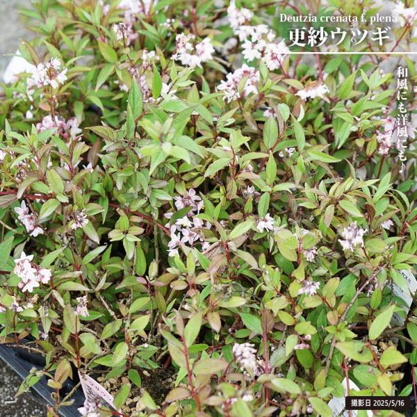 ●品種の特徴更紗空木（サラサウツギ）は薄いピンクの花を咲かせる矮性種です。細い花びらで、花裏がピンクがかります。ピンク色の濃さは咲き進むと色が薄れ、ほぼ白でうっすらとピンクが入るものや濃いものなど、個体差や環境によるものもあります。八重咲き...