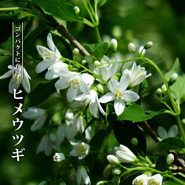 ●品種の特徴姫うつぎは白く涼しげな初夏の花です。幹の隋が空洞で、白の小ぶりな一重のウツギです。矮性であまり背が高くならないのでお庭のグランドカバーに最適です。　葉色も美しいので、ホワイトガーデンにも向きます。暑さ寒さ、日陰に強く、病害虫もあ...