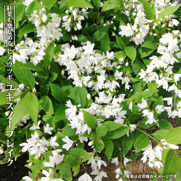 ●品種の特徴「ユキスノーフレイク」はヒメウツギの交配品種で、雪のように白い美しい花を、春の長い期間たくさん咲かせます。秋の鮮やかなワイン色の紅葉も綺麗です。矮性で鉢植えにもおすすめですが、萌芽力があるので生垣やボーダーとしても扱いやすいです...