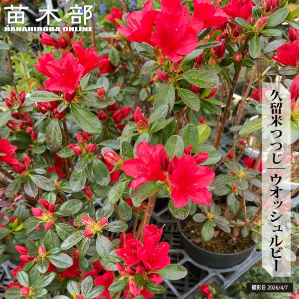 ●品種の特徴「ウォレッシュルビー」は赤花の久留米ツツジの中でも特に発色がいい鮮烈な赤い花弁を持ちます。赤い小花が咲く様子はルビーの星のようでとても鮮やか。枝葉は緻密に茂り、刈り込みにも強く、生垣やボーダーはもちろんのこと、仕立ものにも最適で...