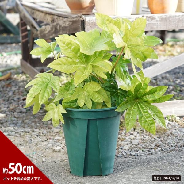 ●品種の特徴ヤツデは日本原産の常緑低木です。その独特の形状が珍しがられ、海外へ広まっているほどです。ヤツデは庭植え、鉢植えどちらでも丈夫に育つことから、美しい葉は室内観葉植物としても優秀です。葉は深い切れ込みがある大きな掌状葉で、光沢があり...