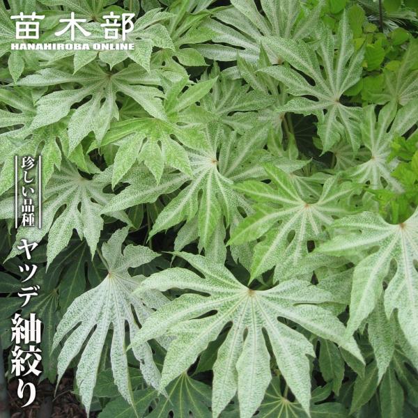 ●品種の特徴「ヤツデ斑入り」は葉に斑が入る美葉品種です。斑の入り方は不規則でまばらに入ります。緑ばかりの葉がついたりもします。ヤツデは日本原産の常緑低木です。その独特の形状が珍しがられ、海外へ広まっているほどです。ヤツデは庭植え、鉢植えどち...