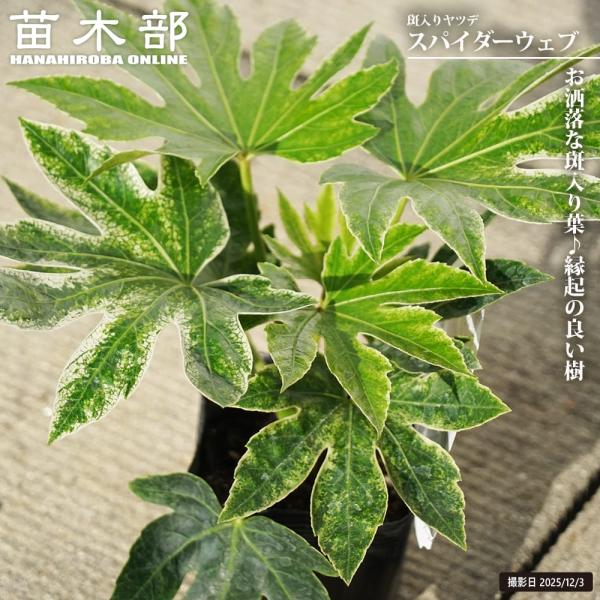 ●品種の特徴「スパイダーウェブ」は緑葉に白いパウダー状の斑がランダムに入る海外での人気も高いヤツデです。季節や植物の年齢とともに斑の入り方が変化しますので、いつまでも楽しめます。小さいうちは葉芸があまりはっきりしないこともあるようです。日陰...