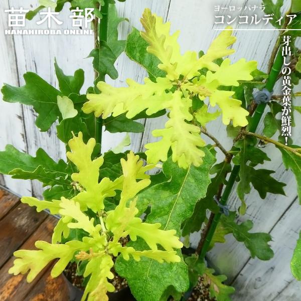 ●品種の特徴「コンコルディア」は欧州ナラ（イギリスナラ）の園芸種で、萌芽の鮮やかな黄金色がたいへん美しい品種です。葉は夏ごろには緑色に変わります。新芽とともに出てくる花穂も美しい黄金色。秋には赤みを帯びた黄金色の紅葉も楽しめます。「ヨーロッ...