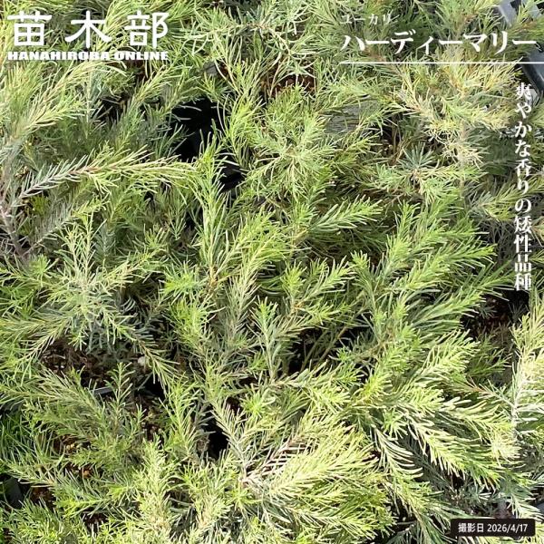 ●品種の特徴「ハーディーマリー」は優しい雰囲気の細葉の銀葉が特徴の珍しいユーカリ品種です。一見するとユーカリらしくない見た目ですが、柔らかいふさふさの葉でフラワーアレンジやドライフラワーにも利用されます。地際からブッシュ状に伸びるので、コン...