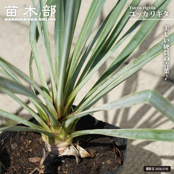 ●品種の特徴ユッカ「リギダ」は成長すると上部で枝分かれし、高さ3〜4ｍの高さになります。 葉は美しい青色（ユッカの中でも特に青いです）で硬い質感。長さ約90cm、幅約2.5cmの細長い形状をしていて、先端の鋭い棘が特徴的。ロストラータよりも...
