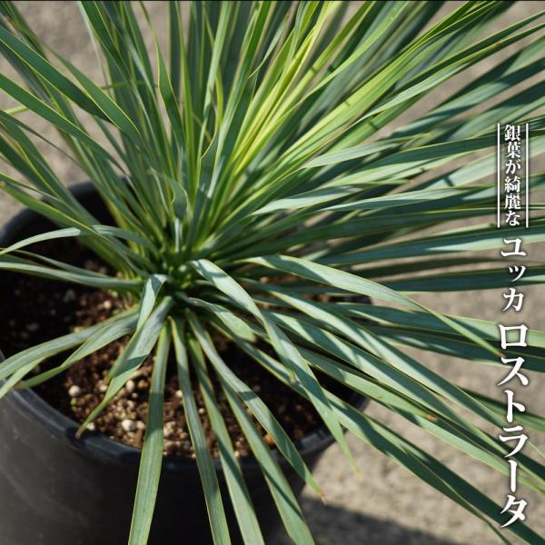 ●品種の特徴50度からマイナス10度の砂漠地帯でも逞しく育つメキシコ原産の丈夫な植物です。シルバーグリーンの綺麗な葉と、育つごとに魅力が増すうろこ状の独特な木肌。大きく育つまでには長い年月が必要ですが、年齢を重ねた幹はシンボルツリーにもぴっ...